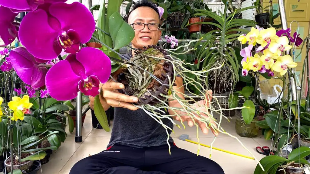 Doing This For Orchid Will Have Super Long Strong Roots And Many Very ...