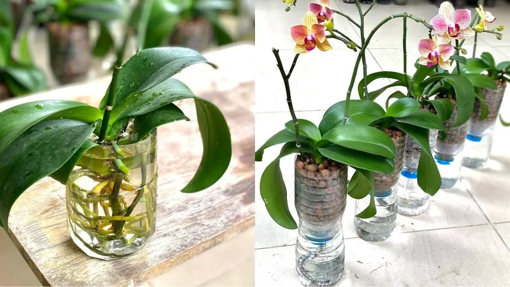 How to Grow Self Watering Orchid Will Quickly Grow And Bloom Long – Orchids Haven