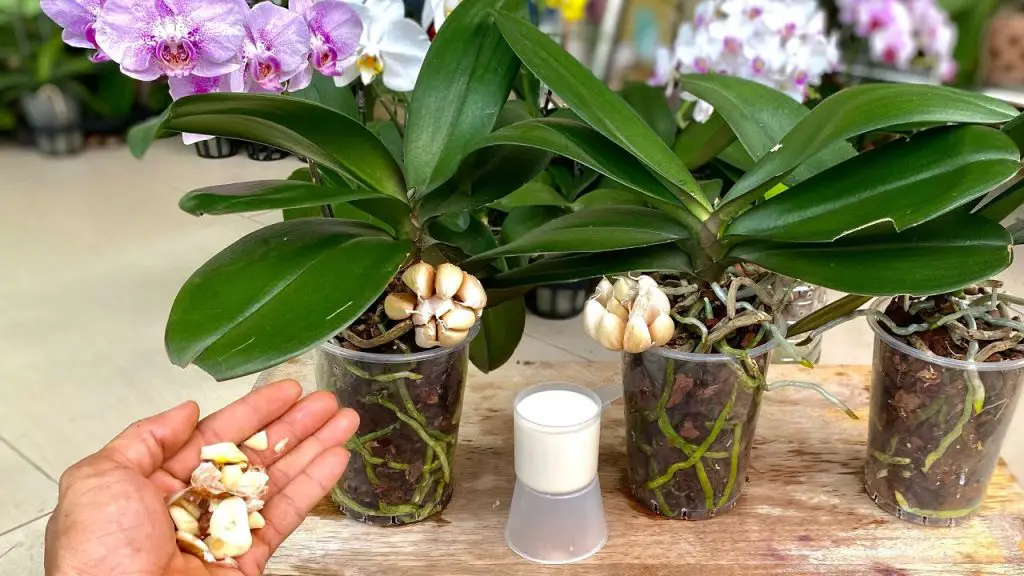 Quickly Do This For Orchids That Will Have A Lot Of Flowers And Grow ...