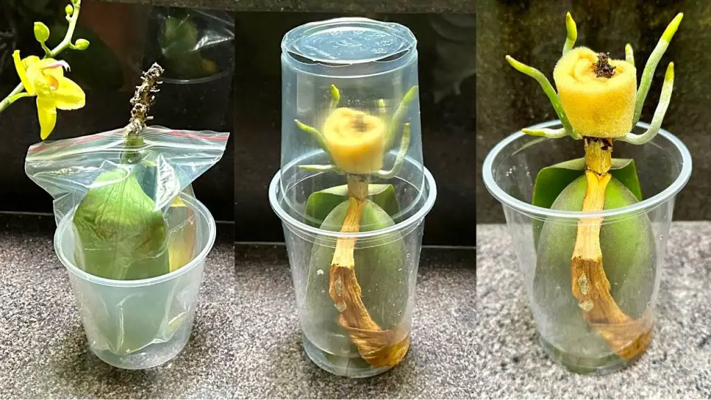 This Reverse Planting Will Quickly Revive Many Roots For Rootless ...