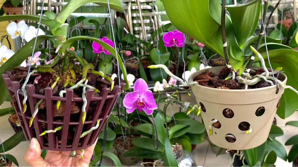 How to Help Orchid After Treatment Rotten And Weakened Will Quickly ...