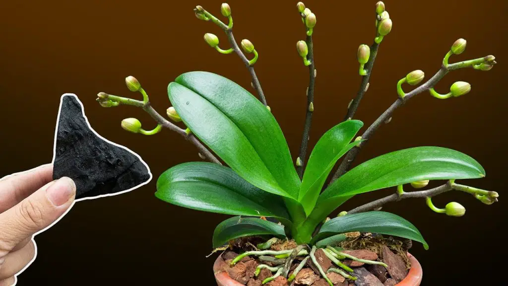 Just this one lump, didn’t expect the flower to grow so terrible ...