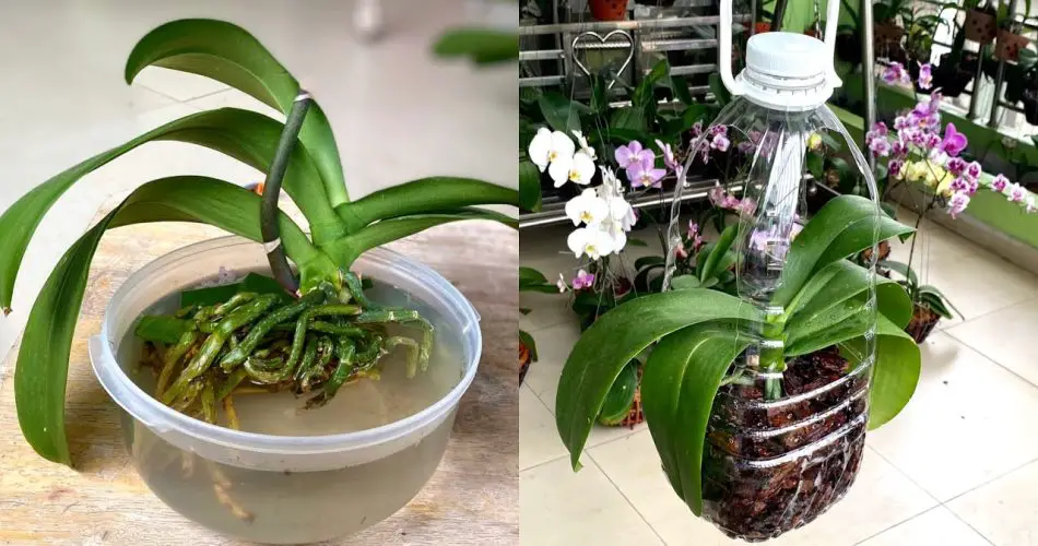 How To Make A Hanging Pot For Orchid Plants This Way Plants Very Fast With Many Strong Roots ...