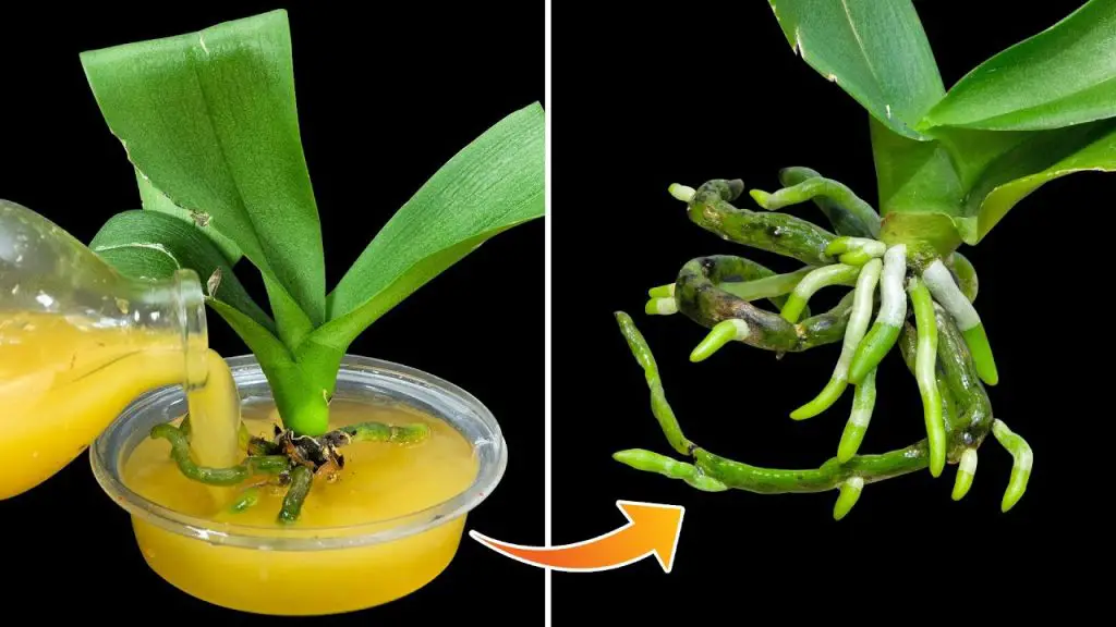 Surprisingly, it’s so simple to revive a rootless orchid with just ...