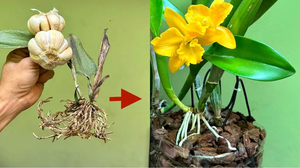 Not Many People Know That Withered Orchid Will Quickly Revive Roots ...