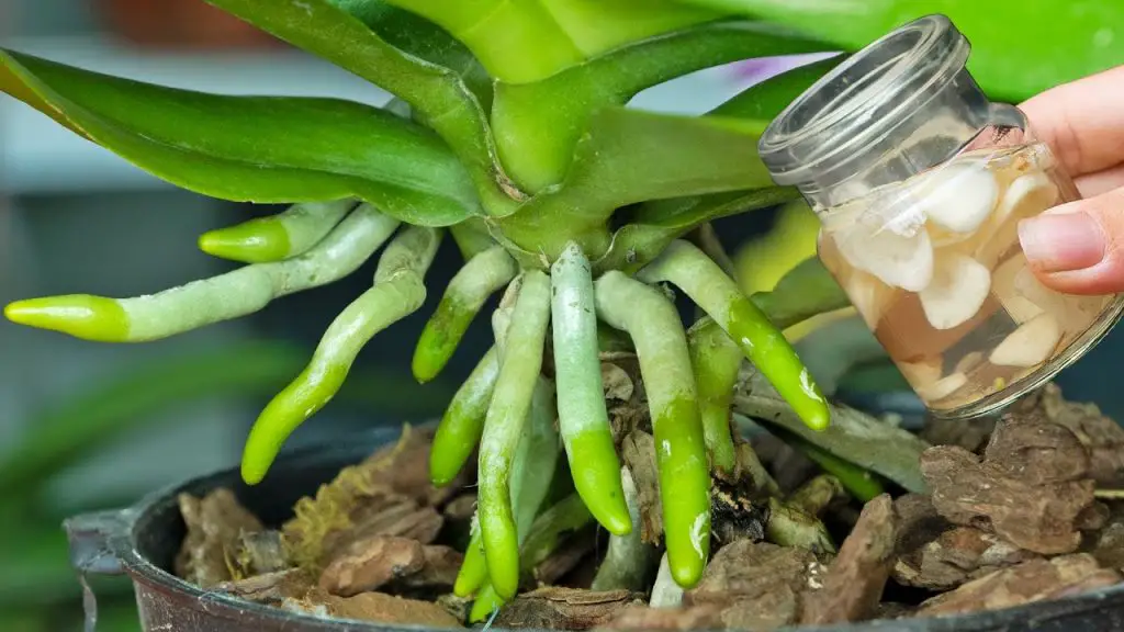 Old orchids quickly take root and bloom thanks to this trick – Orchids ...