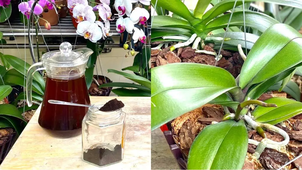 One Spoon of This Tea Helps Orchids Bloom More Flowers And Grow Strong ...