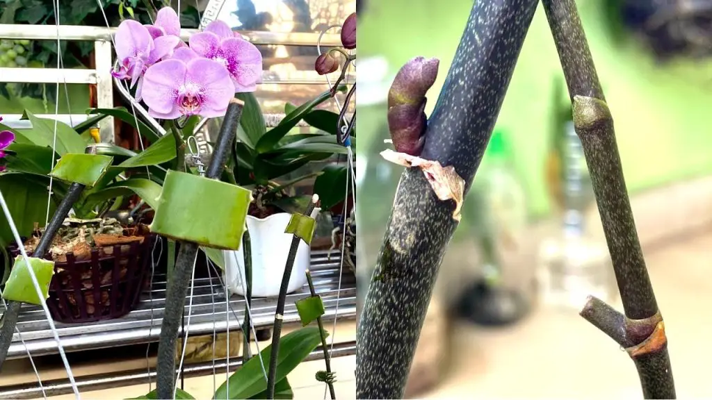 This Way Helps Revive Small Orchid Plants And Bloom More Flowers ...