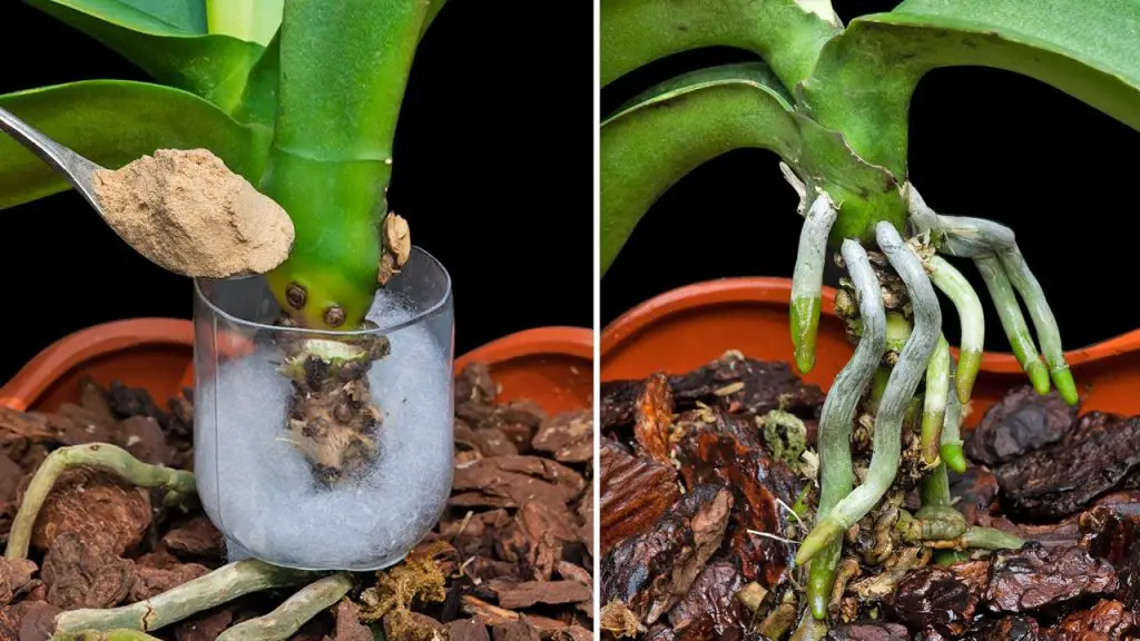 This Miracle Powder Makes Roots And Young Leaves Instantly – Orchids Haven